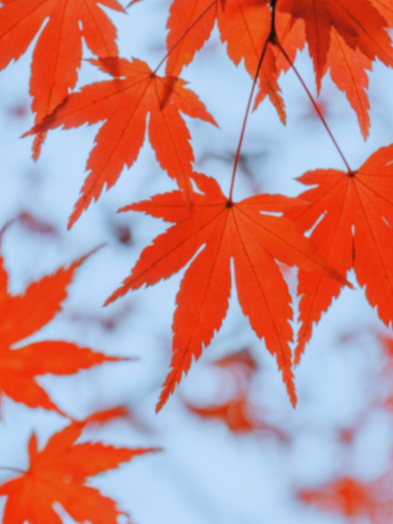 The Market - Saturday June 29 - cSPACE Marda Loop